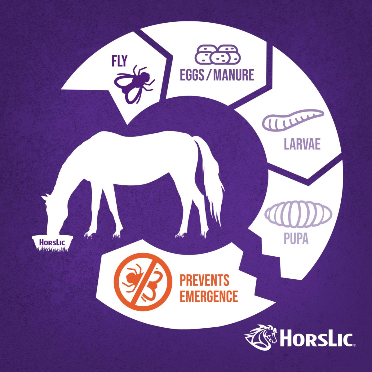 Fly Control Equine – New Generation Supplements