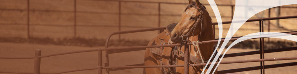 New Generation Supplements – Livestock Supplement Solutions Beef Cattle ...