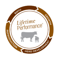 Availa 4 - New Generation Supplements