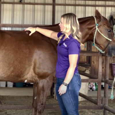 HorsLic - Mineral Tub for Horses - New Generation Supplements