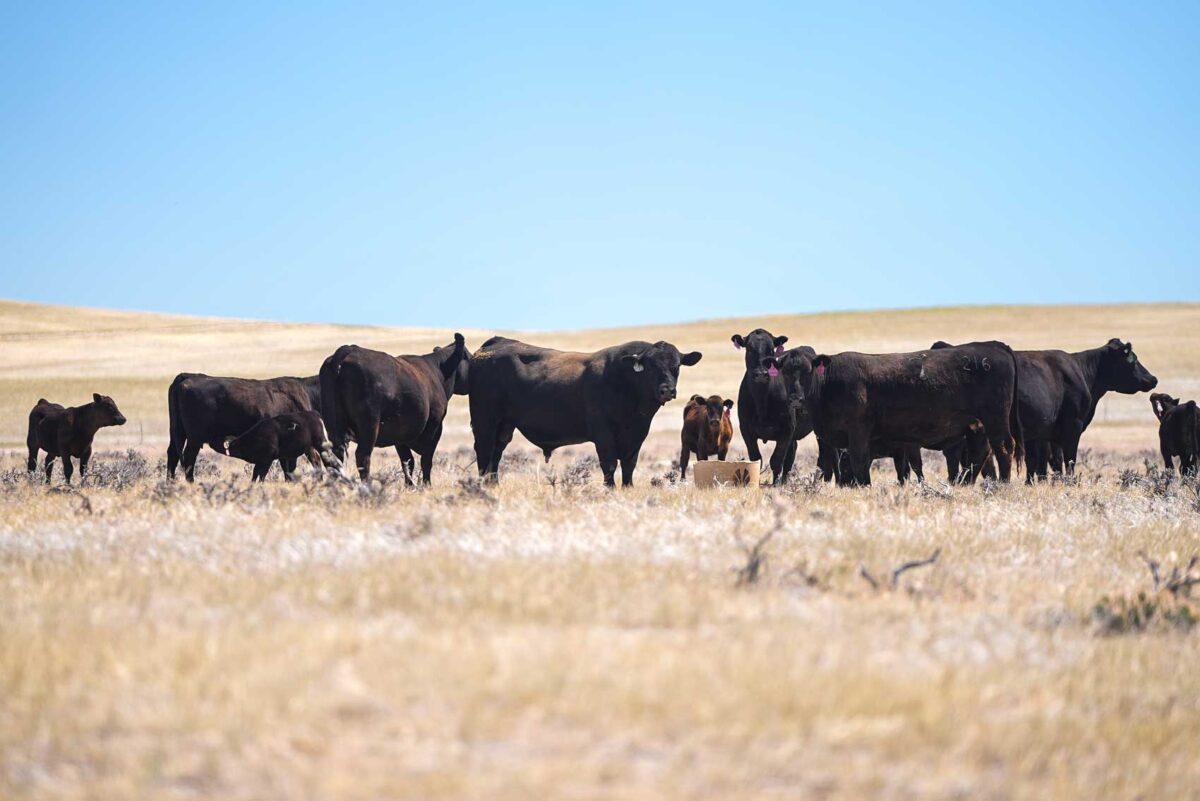 It’s Not Just Another Tub – New Generation Supplements