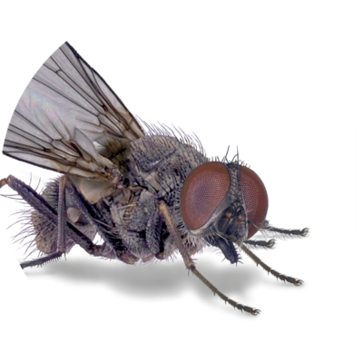 SmartLic – New Generation Supplements