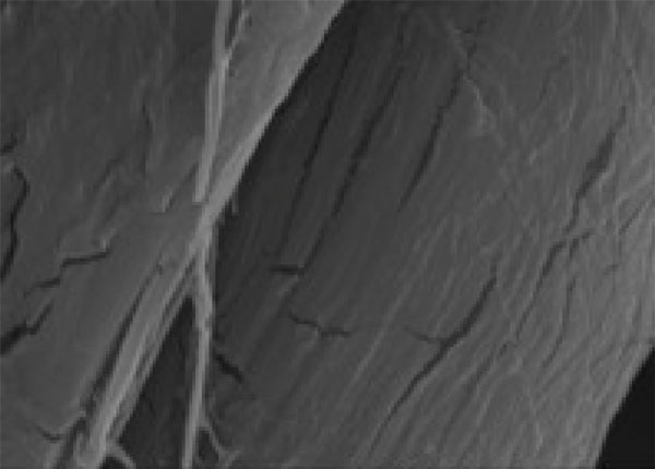 Successful winter nutrition starts with feeding the microbes - New ...