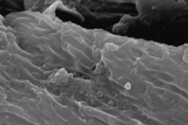 Successful winter nutrition starts with feeding the microbes - New ...